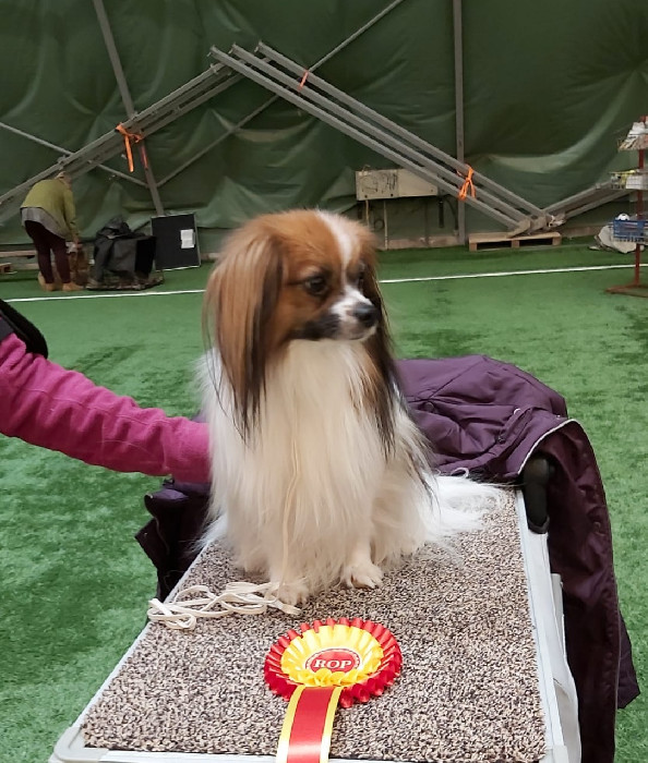 Valiot /Ch :: Silky Touchs